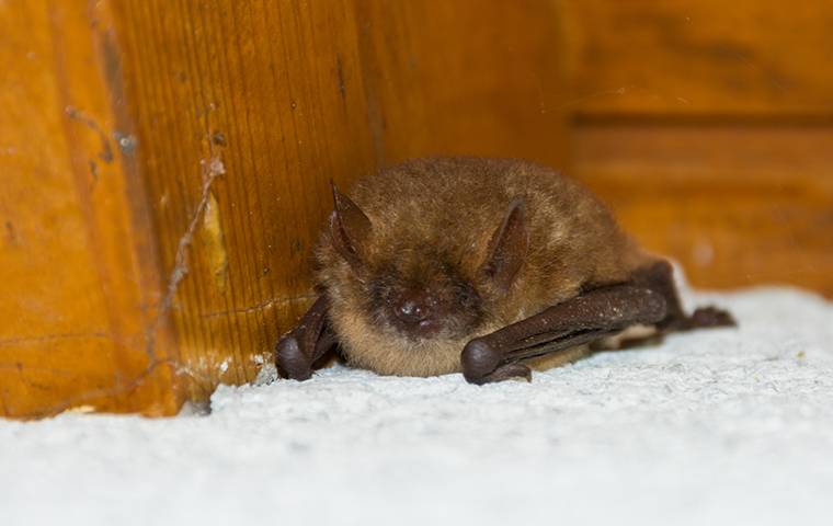 The Most Common Signs Of A Bat Infestation At A Residential Home