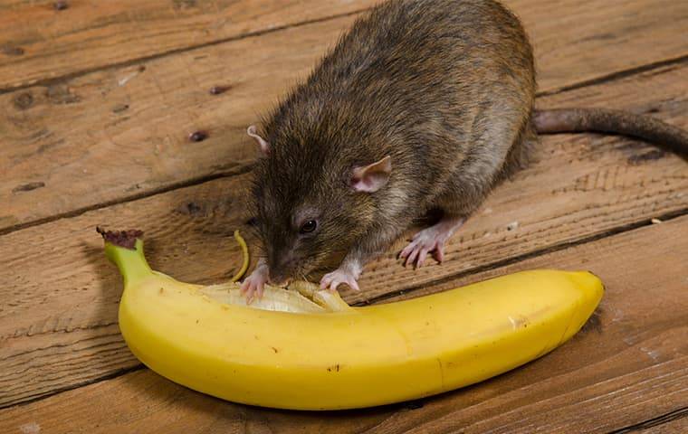 The Relationship Between Rats & Pest Control